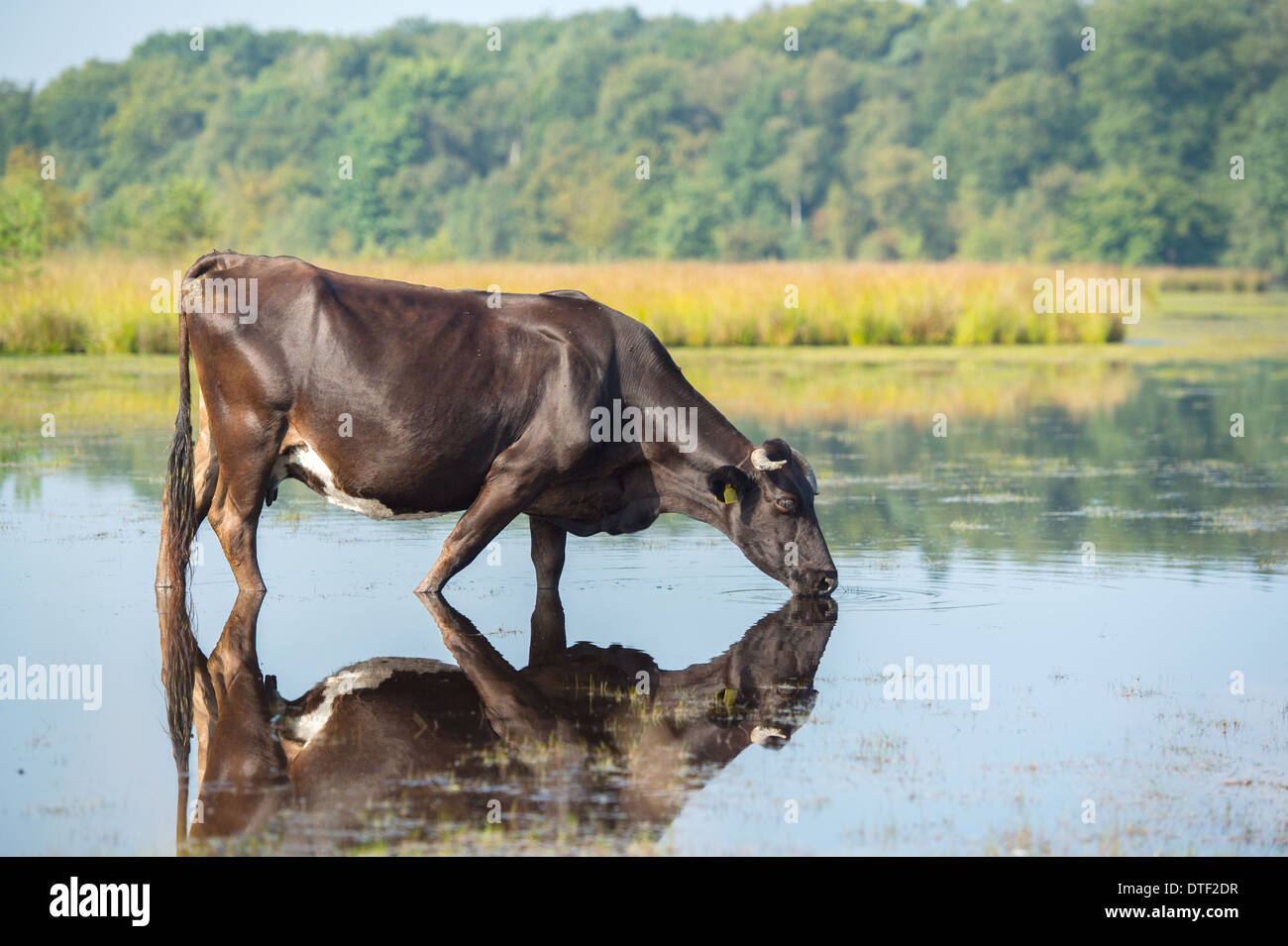 Drinking cow reflection in water hi-res stock photography and images ...