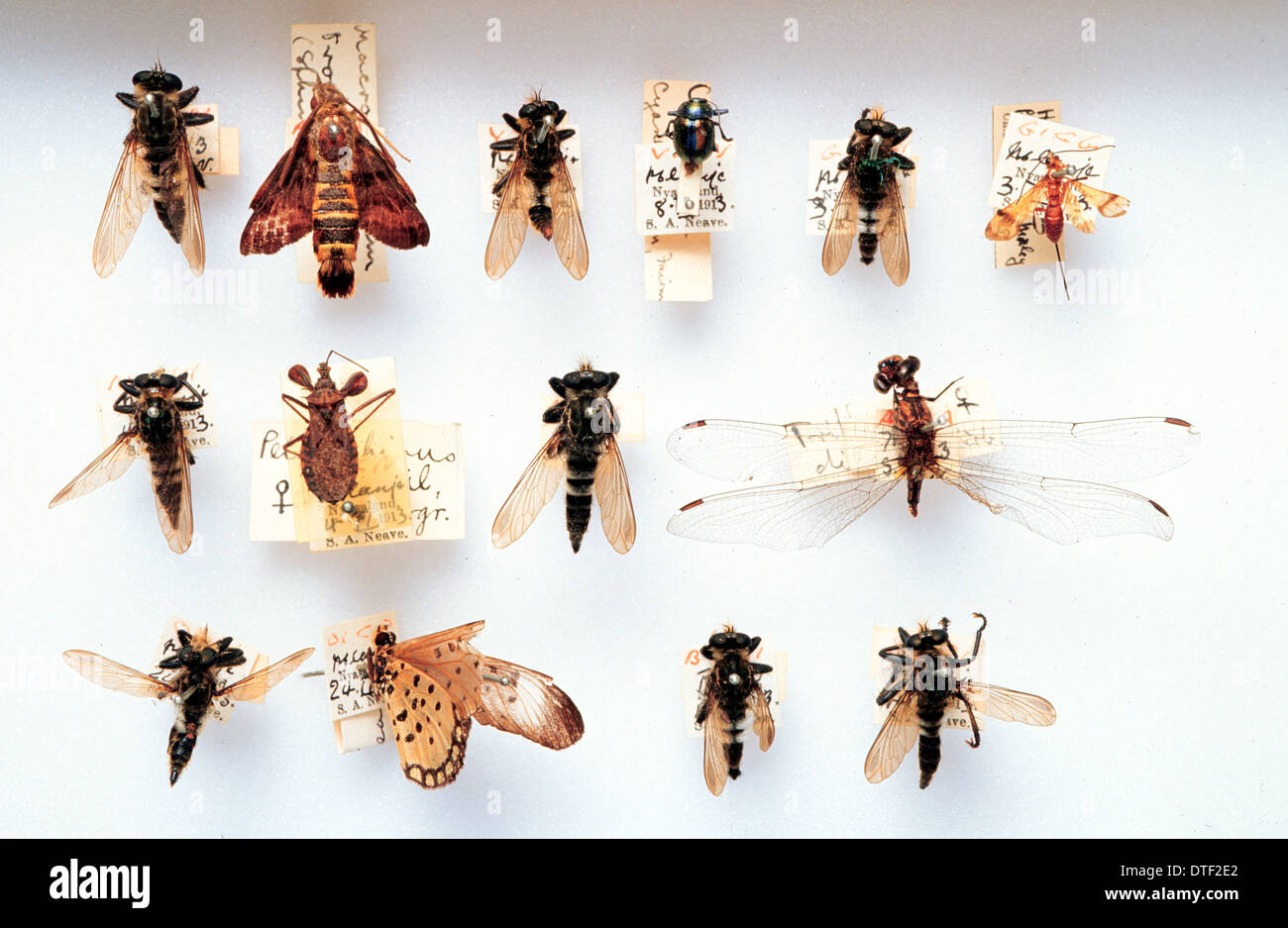Robber fly beetle hi-res stock photography and images - Alamy