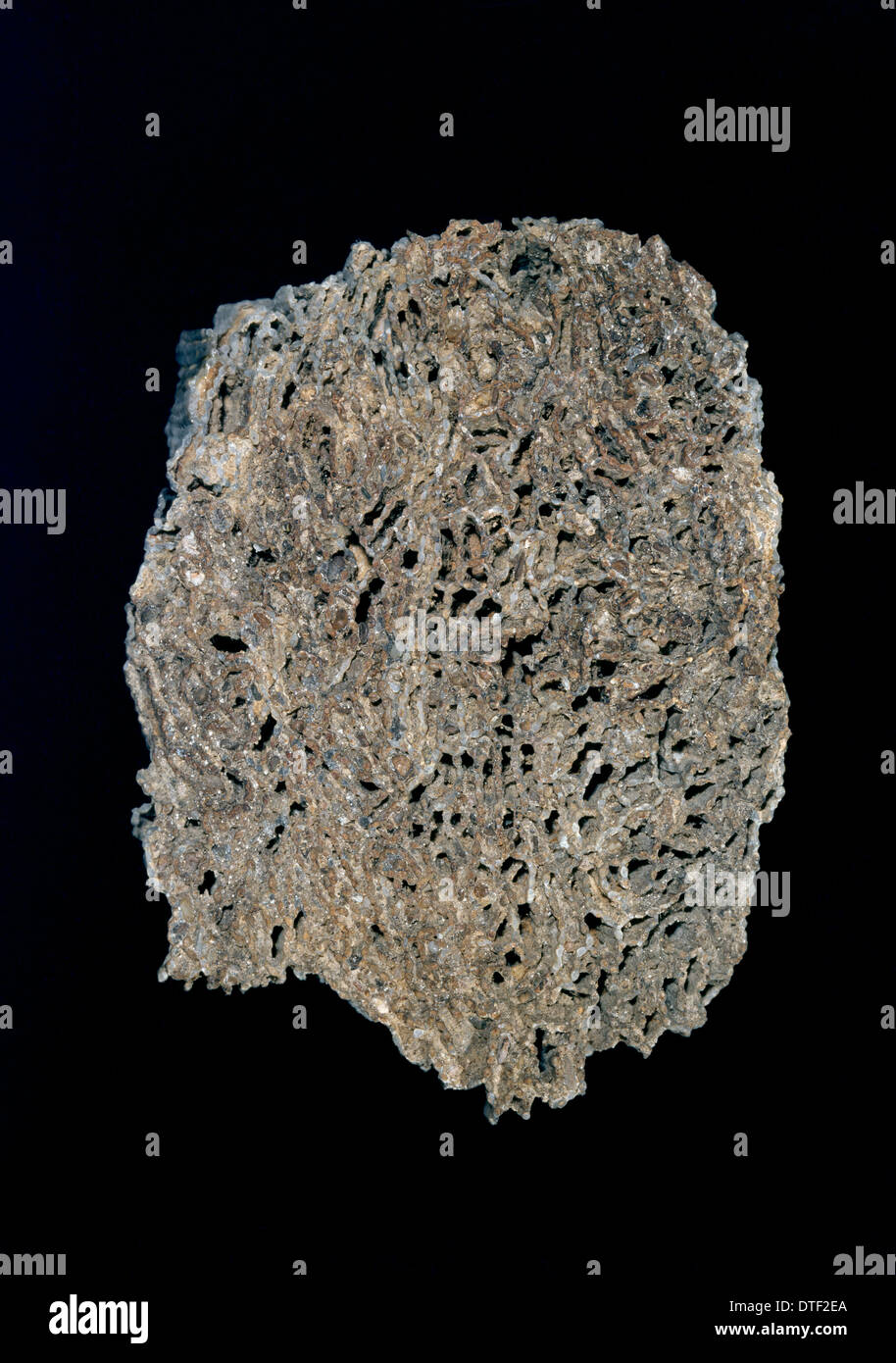 Tabulata hi-res stock photography and images - Alamy