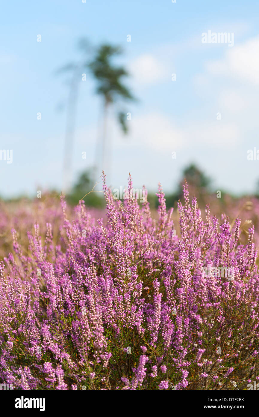 Heather and trees in landscape Stock Photo - Alamy