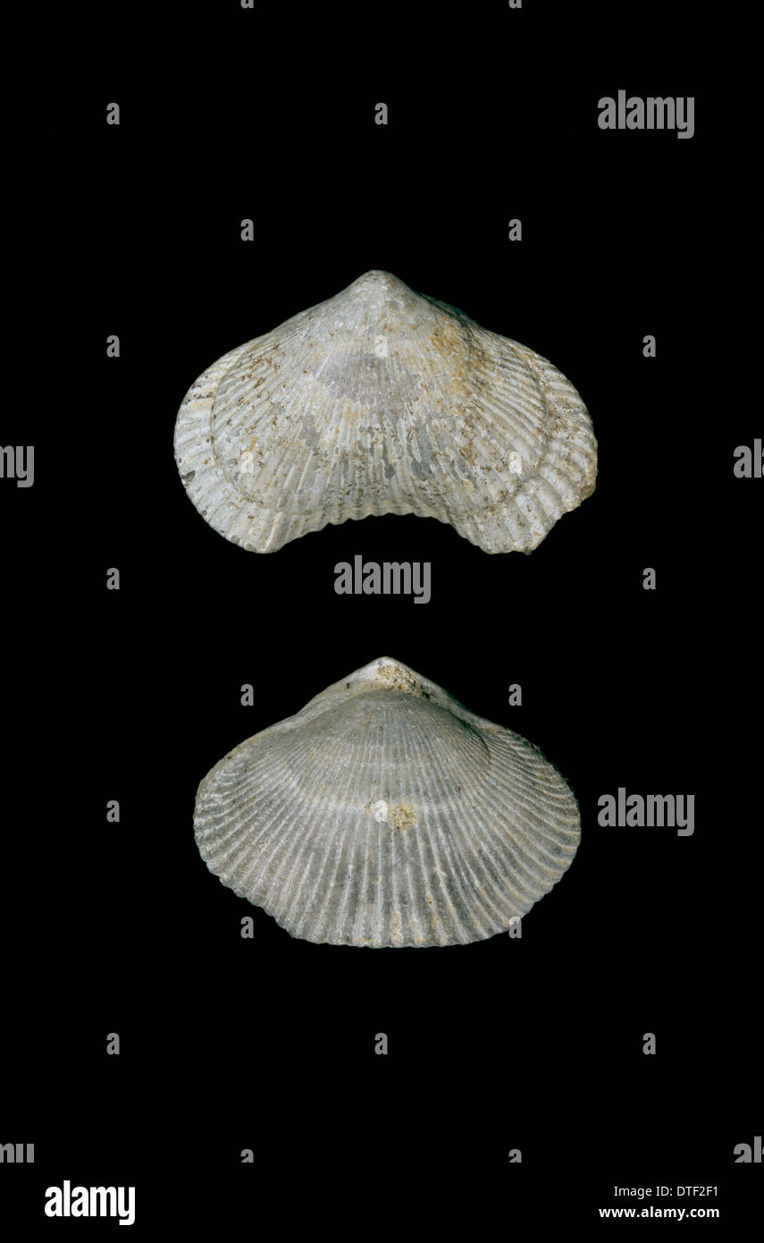Brachiopod shell hi-res stock photography and images - Alamy