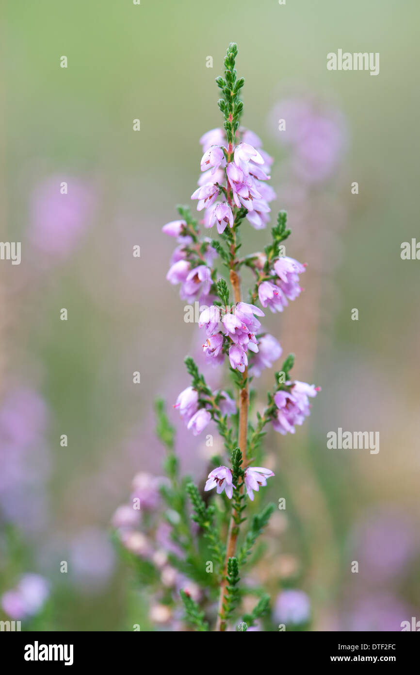 Purple heather flowers hi-res stock photography and images - Alamy