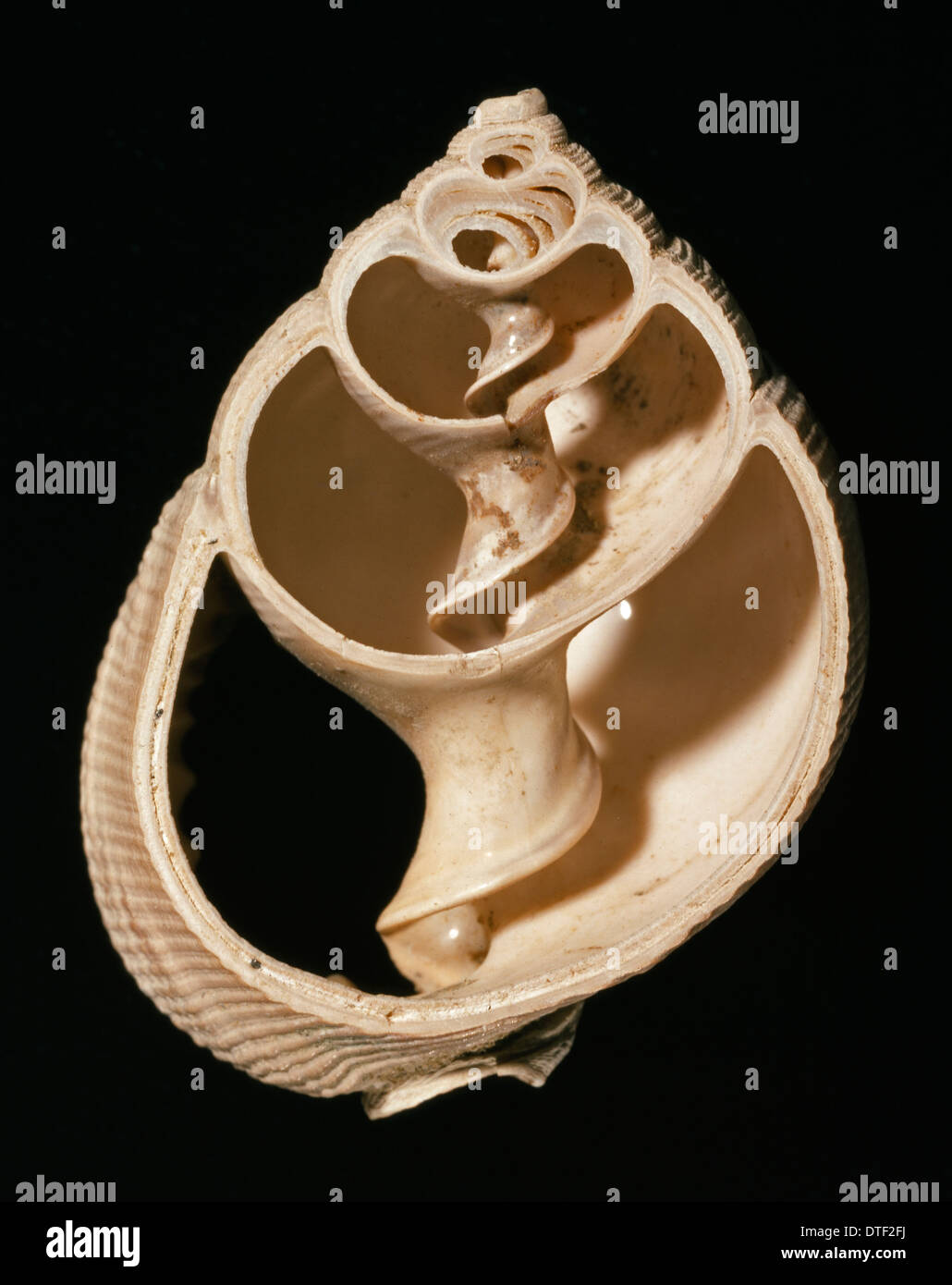 Auger snail hi-res stock photography and images - Alamy