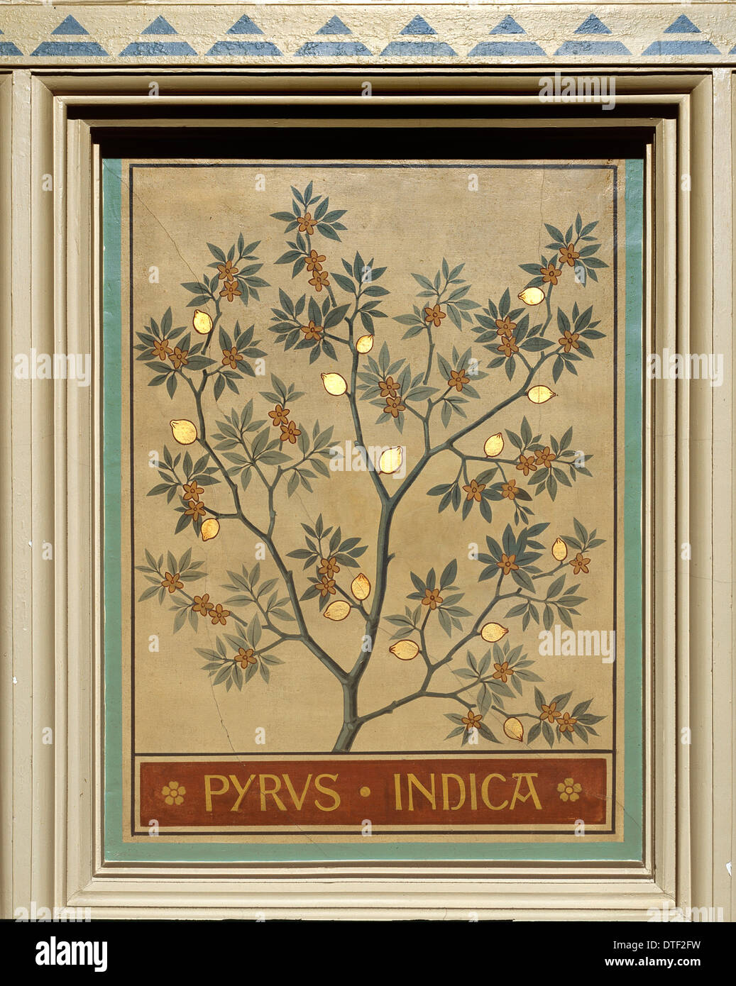 Pyrus indica, Indian pear Stock Photo - Alamy