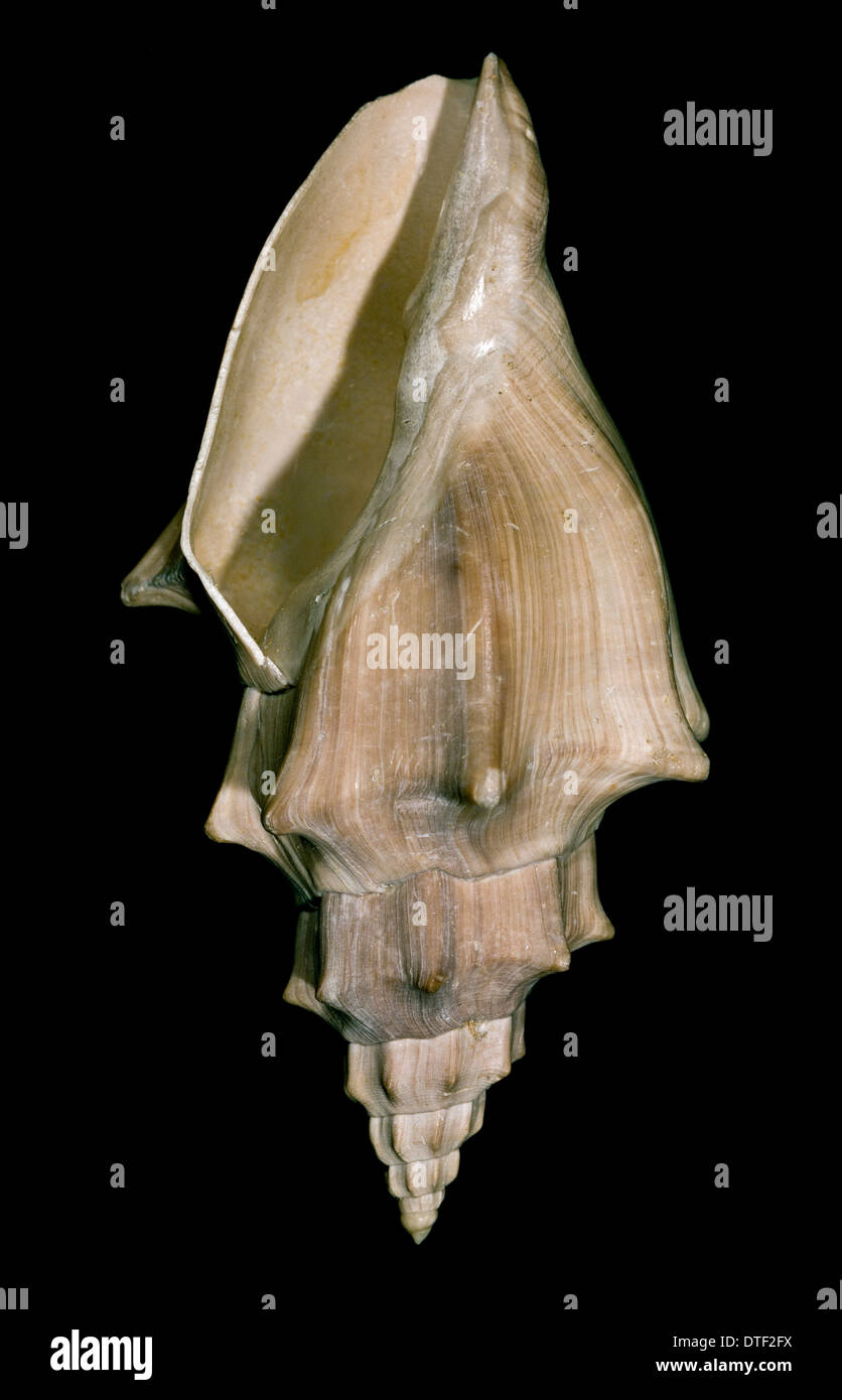 Gastropod fossil hi-res stock photography and images - Alamy