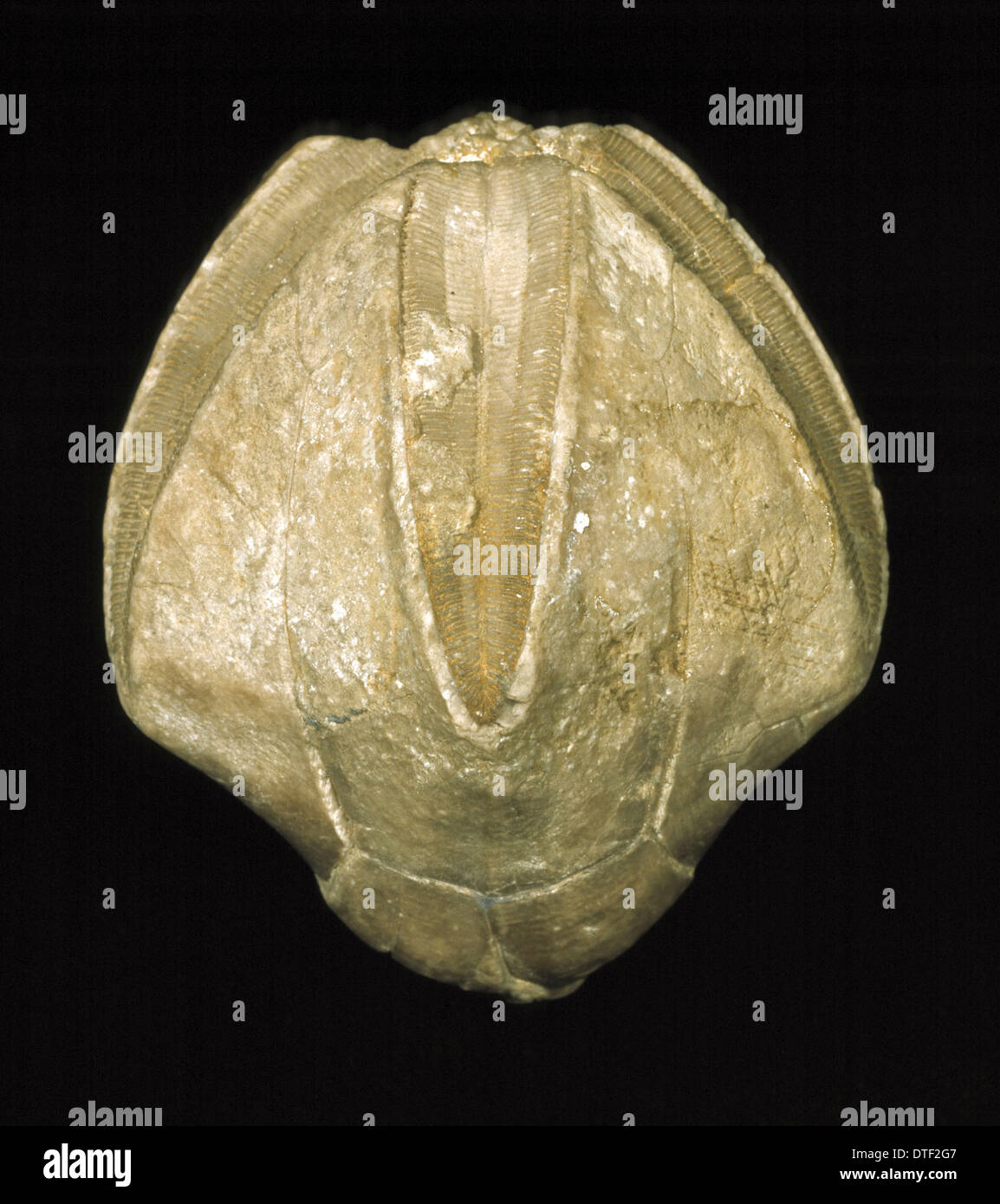 Blastoid hi-res stock photography and images - Alamy