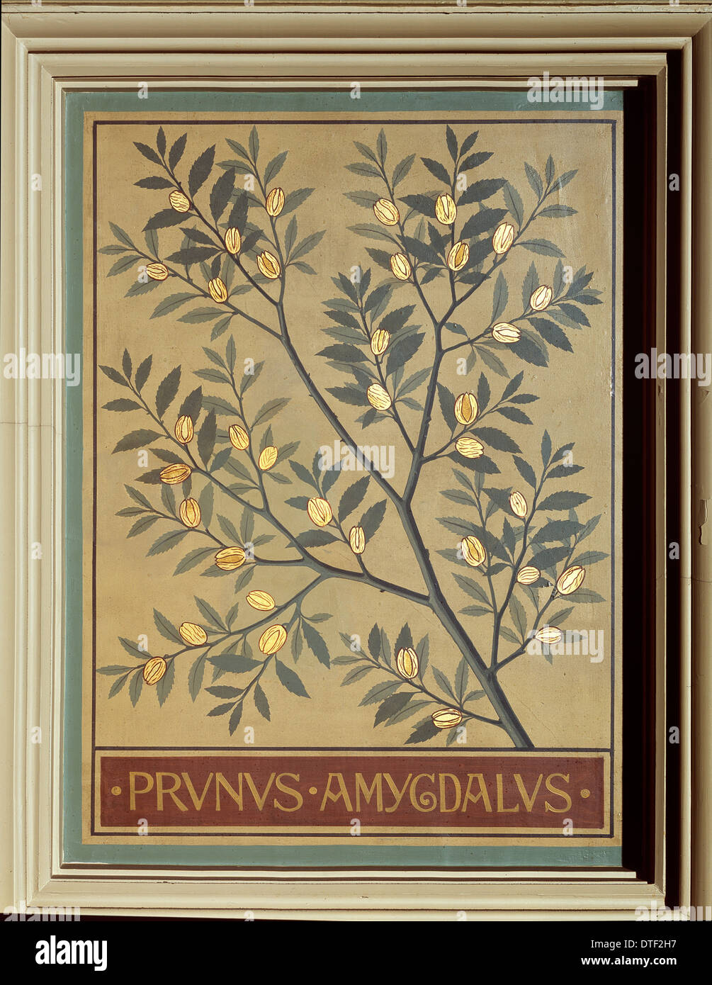 Prunus amygdalus, almond Stock Photo - Alamy