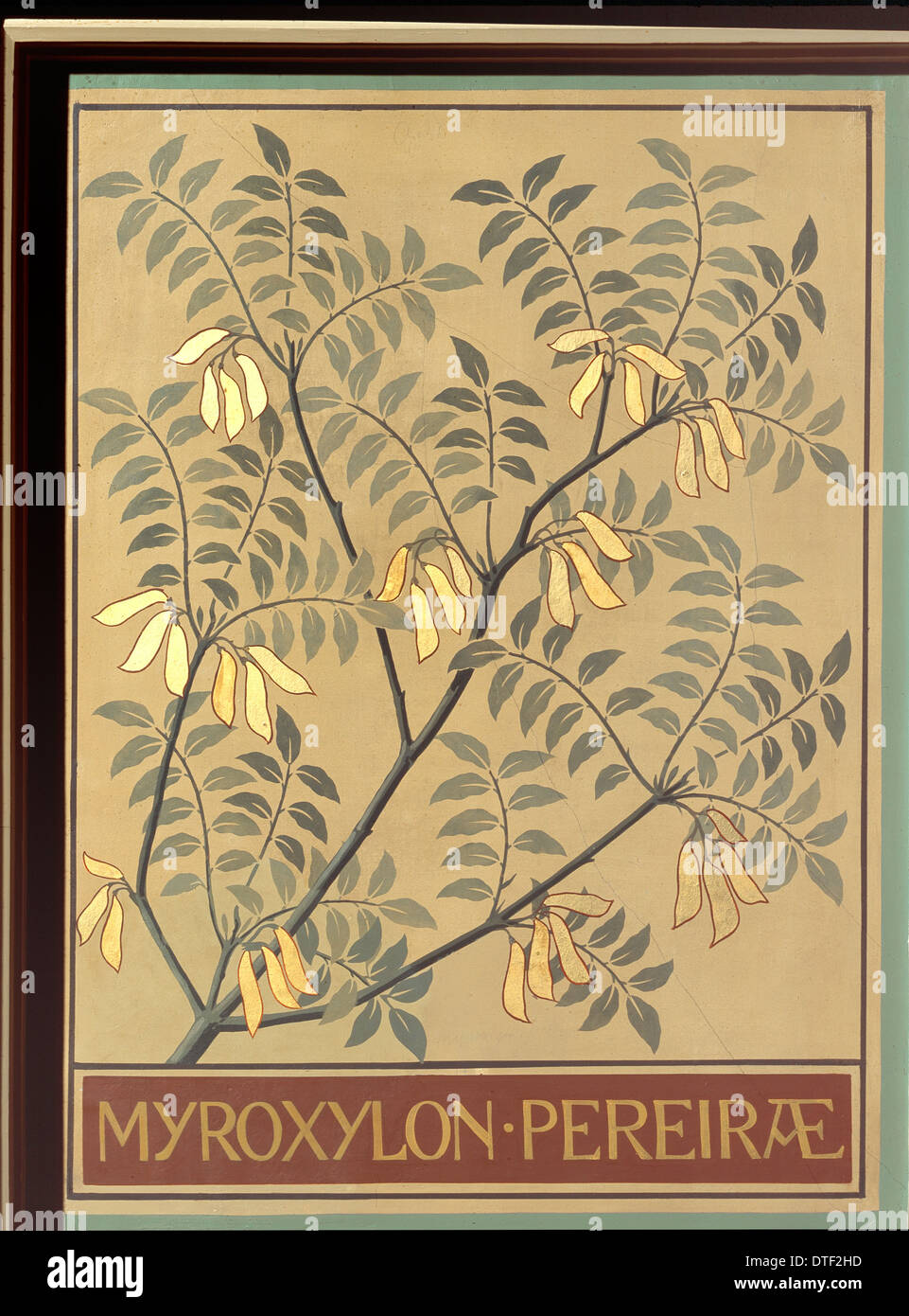 Myroxylon pereirae, balsam of Peru Stock Photo: 66714185 - Alamy