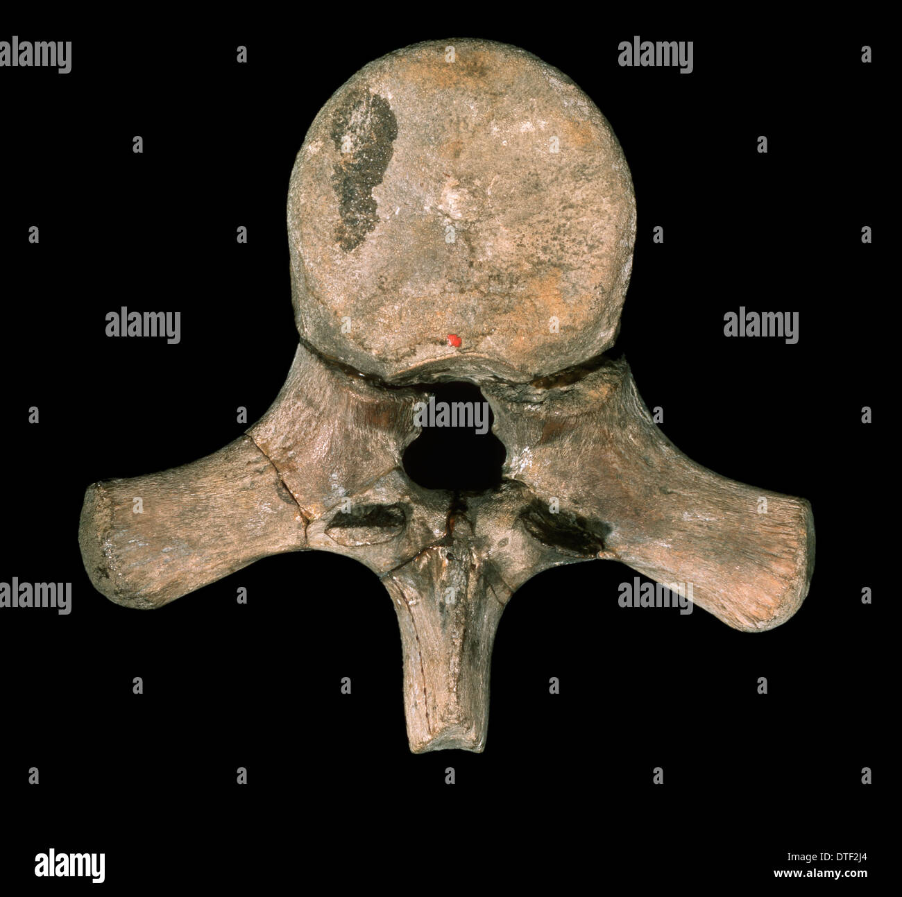 Anatomy of liopleurodon hi-res stock photography and images - Alamy