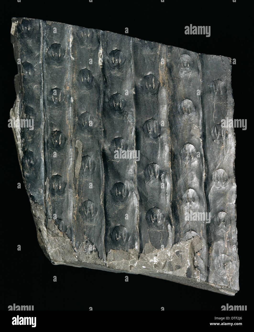 Sigillaria laevigata, fossil lycopod bark Stock Photo - Alamy