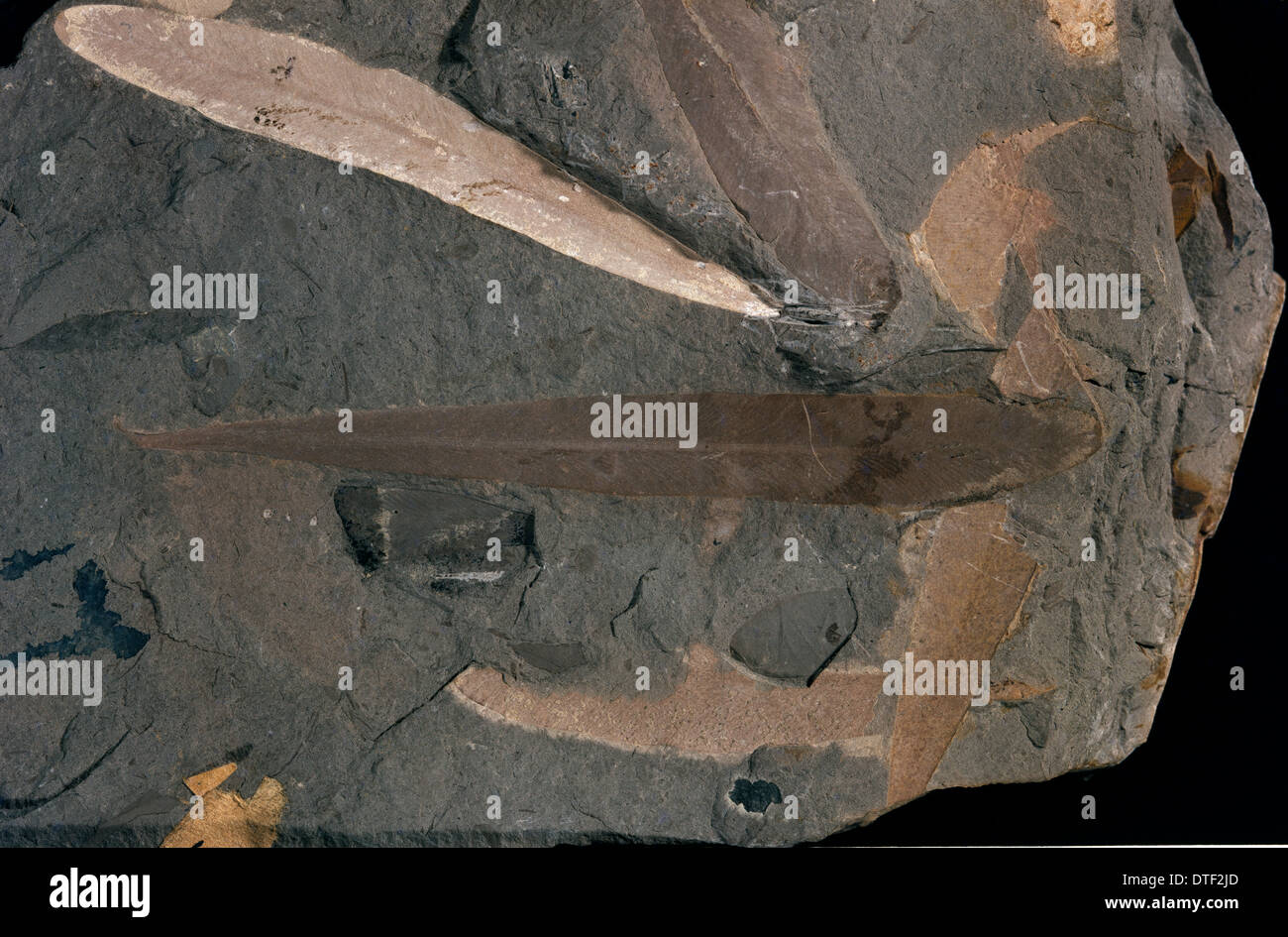 Pteridospermatophyta hi-res stock photography and images - Alamy