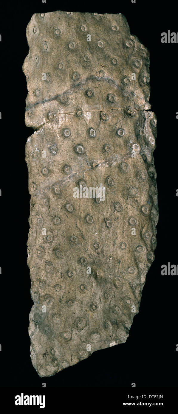 Stigmaria ficoides, fossil root Stock Photo - Alamy