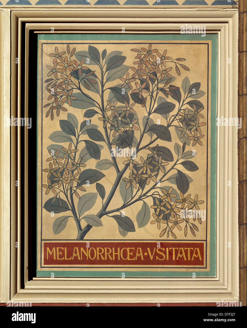 Melanorrhoea usitata, Burmese lacquer tree Stock Photo - Alamy