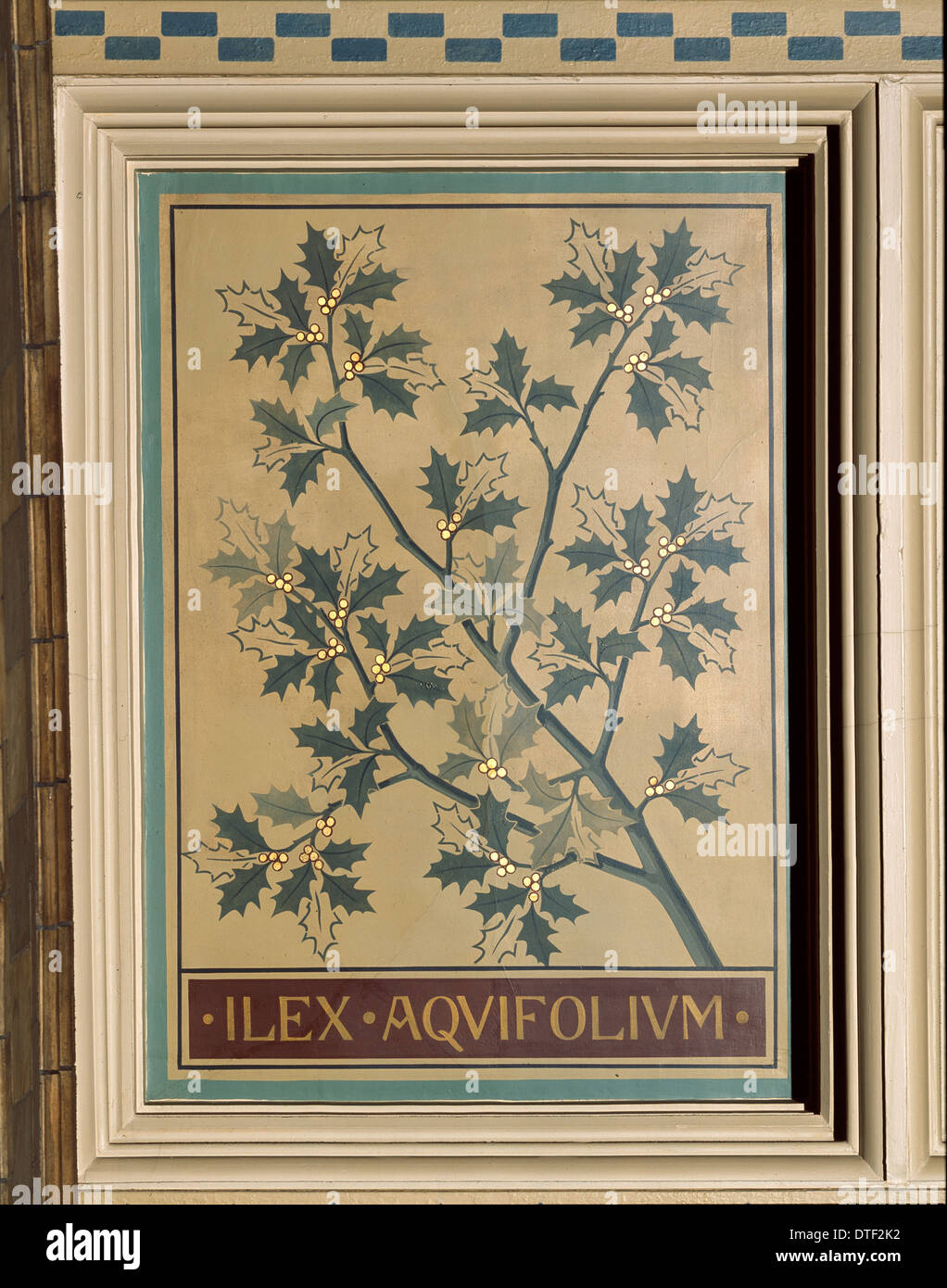 Holly ilex plant aquifolium hi-res stock photography and images - Alamy