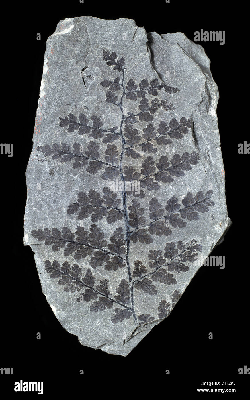 Sphenopteris laurenti, fossil fern Stock Photo - Alamy