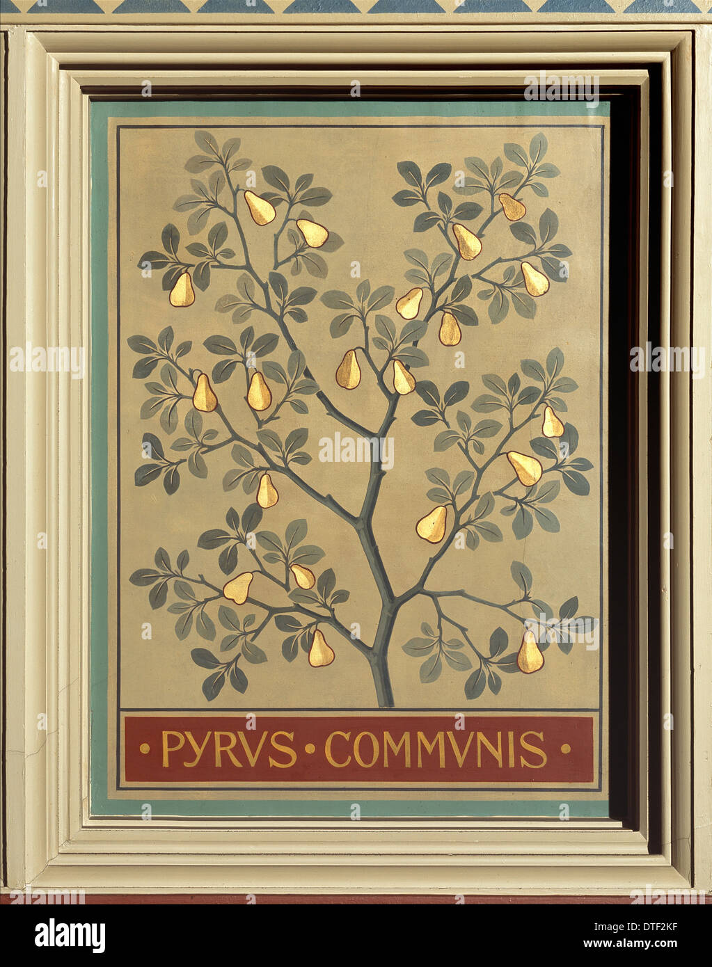 Pyrus communis illustration hi-res stock photography and images - Alamy