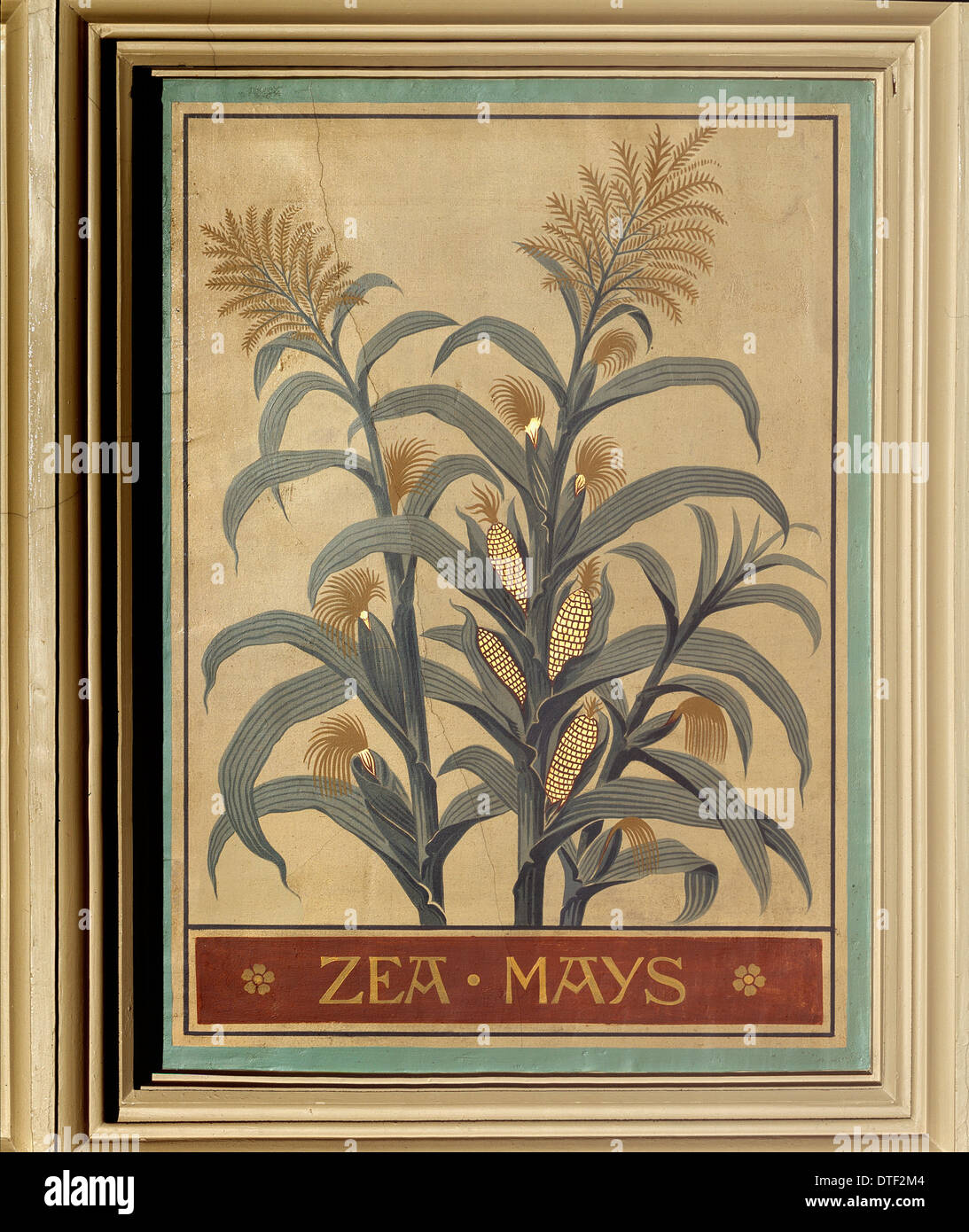 Zea mays illustration hi-res stock photography and images - Alamy