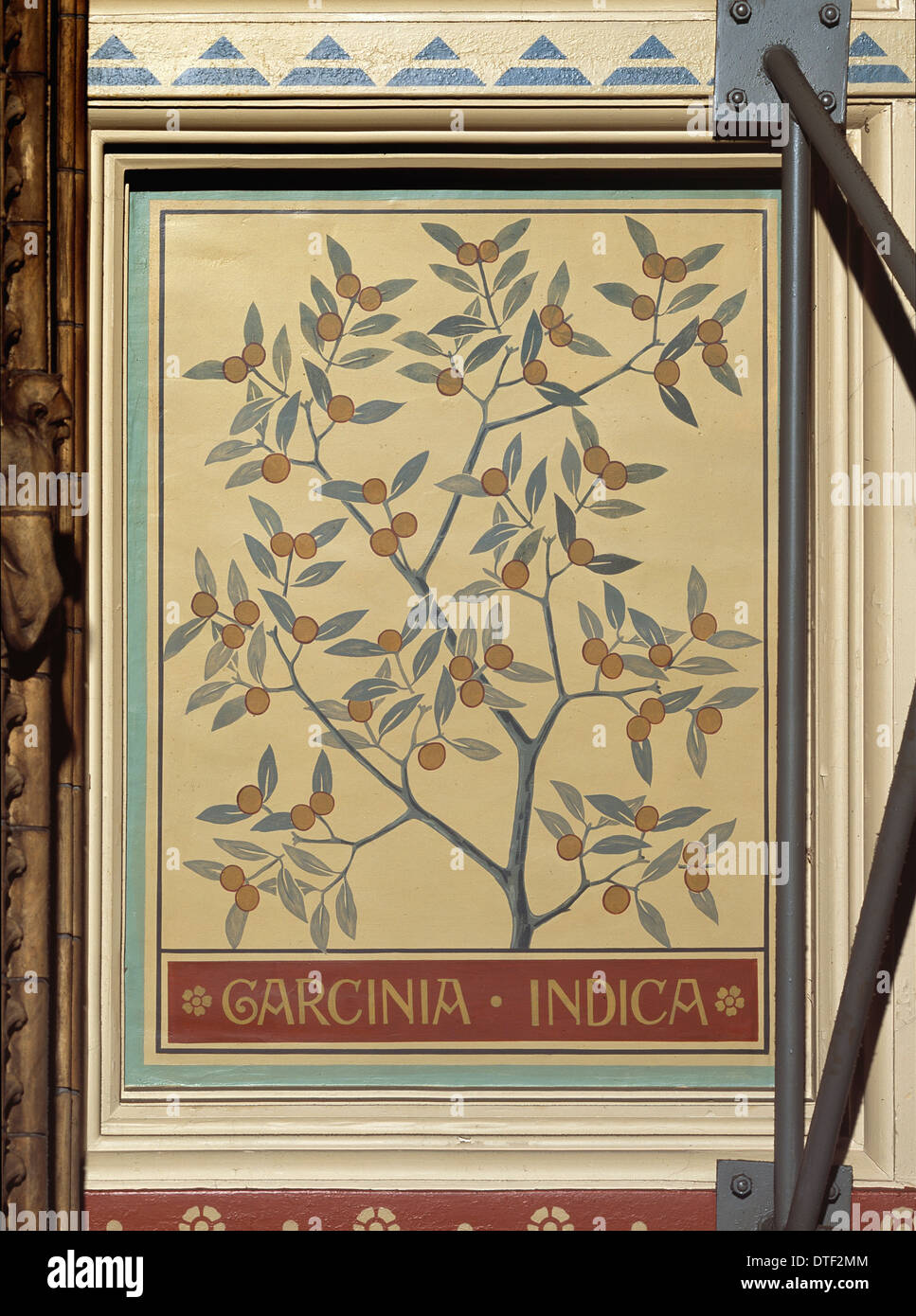 Garcinia indica, kokam tree Stock Photo - Alamy