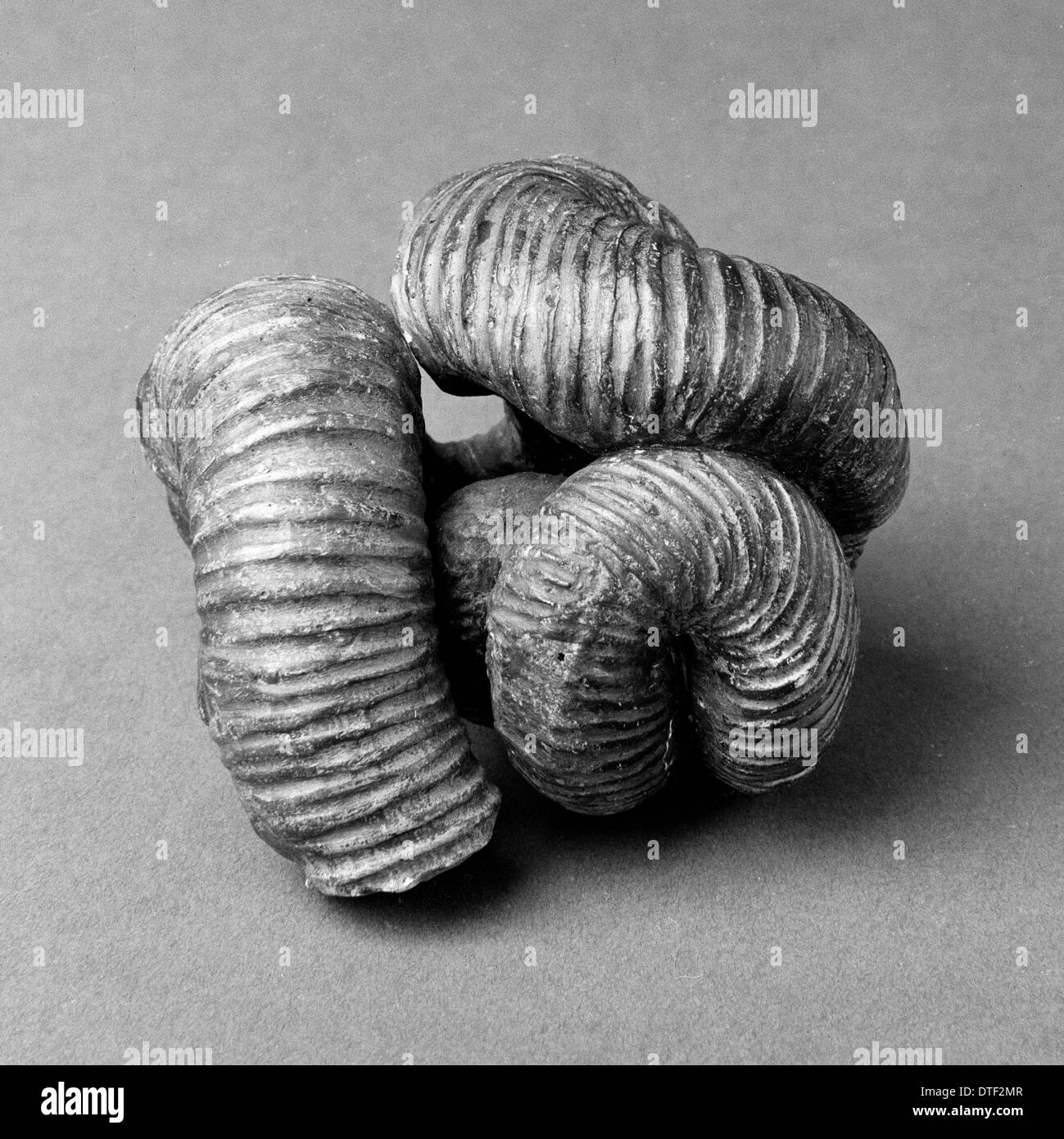 Nipponites hi-res stock photography and images - Alamy