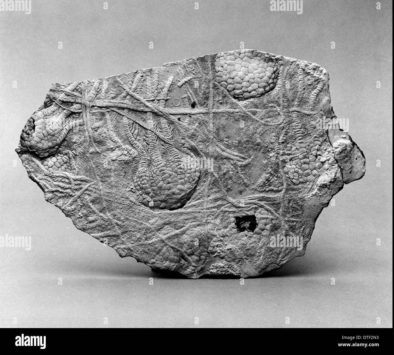 Crinoid fossils hi-res stock photography and images - Alamy