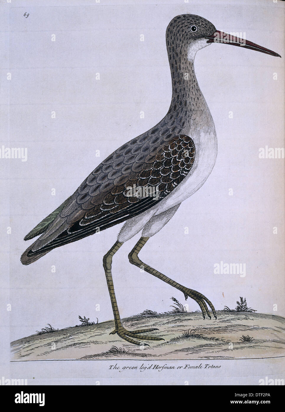 Mottled grey back hi-res stock photography and images - Alamy