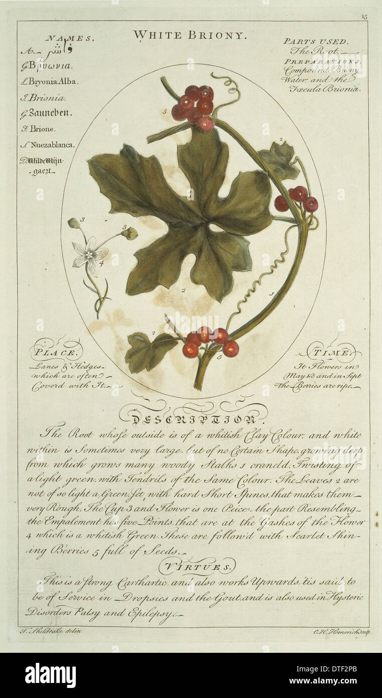 Bryonia alba, white briony Stock Photo - Alamy