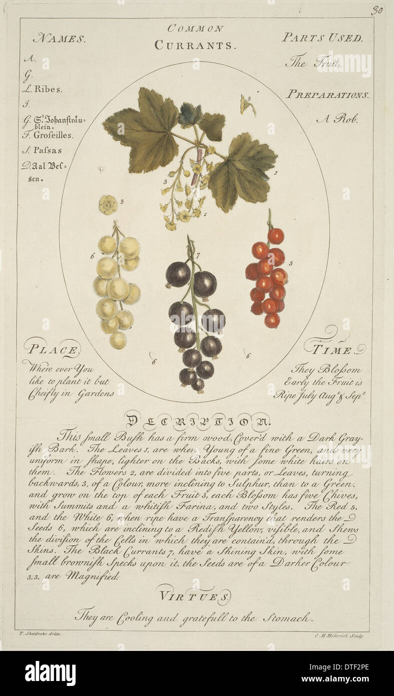 Sativum plant hi-res stock photography and images - Alamy