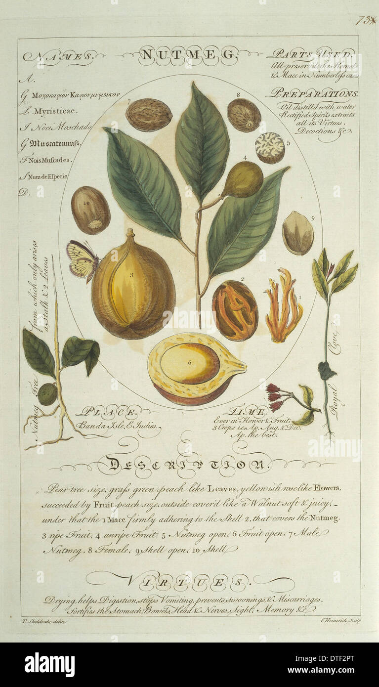 Myristica sp hi-res stock photography and images - Alamy