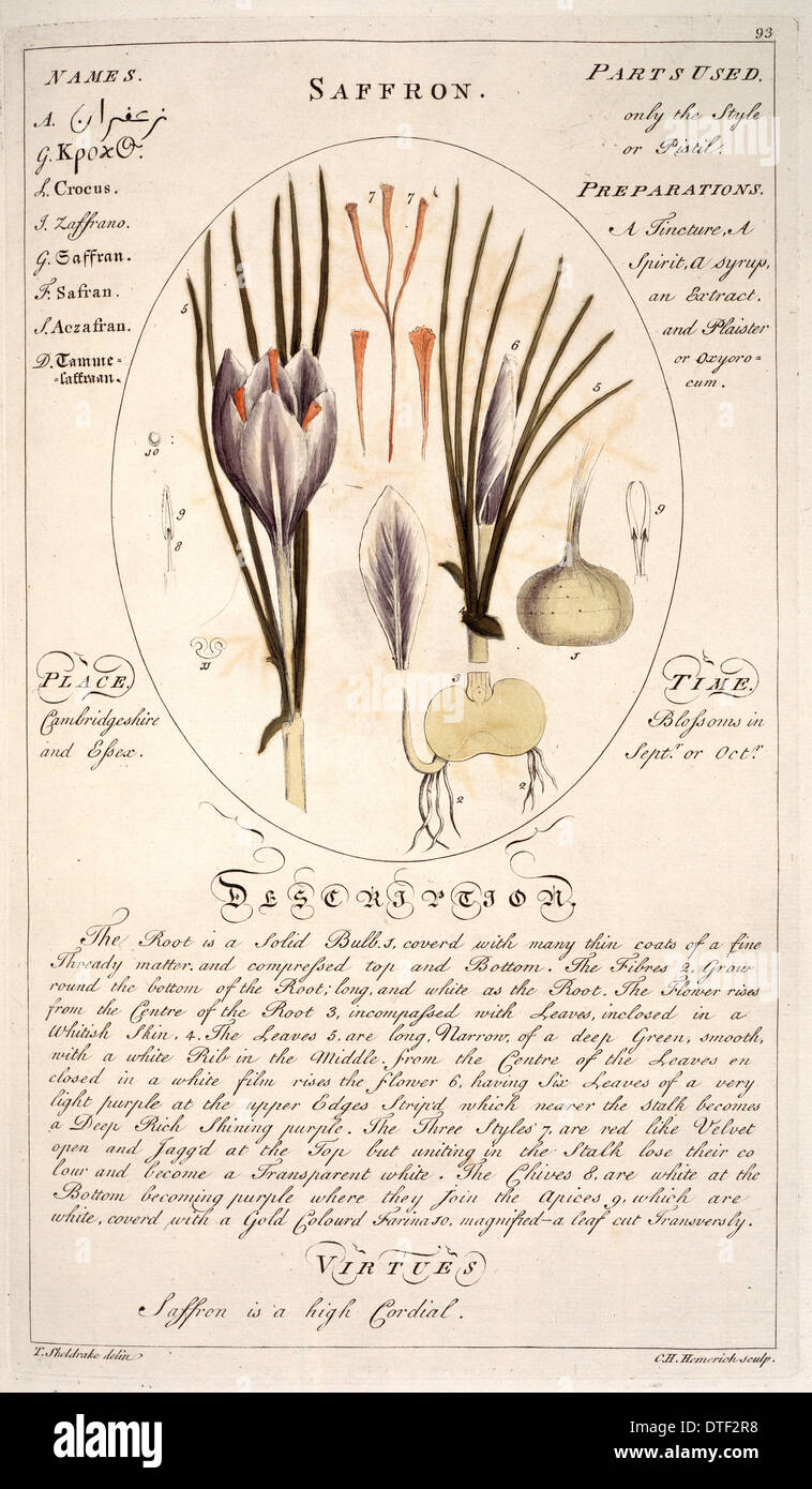 Crocus sativus drawing hi-res stock photography and images - Alamy