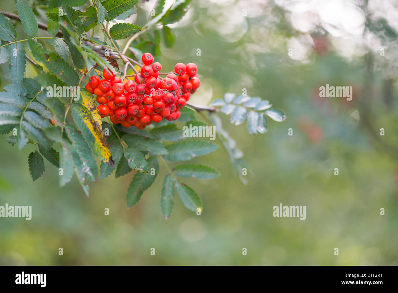 Sorbus berries hi-res stock photography and images - Alamy