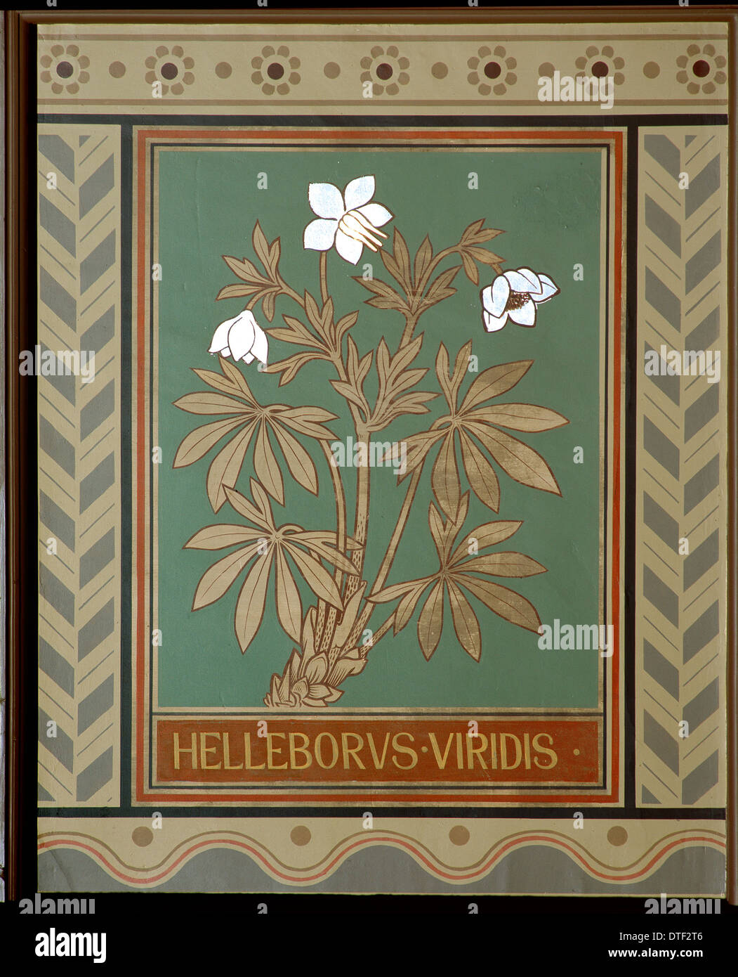 Helleborus officianalis hi-res stock photography and images - Alamy