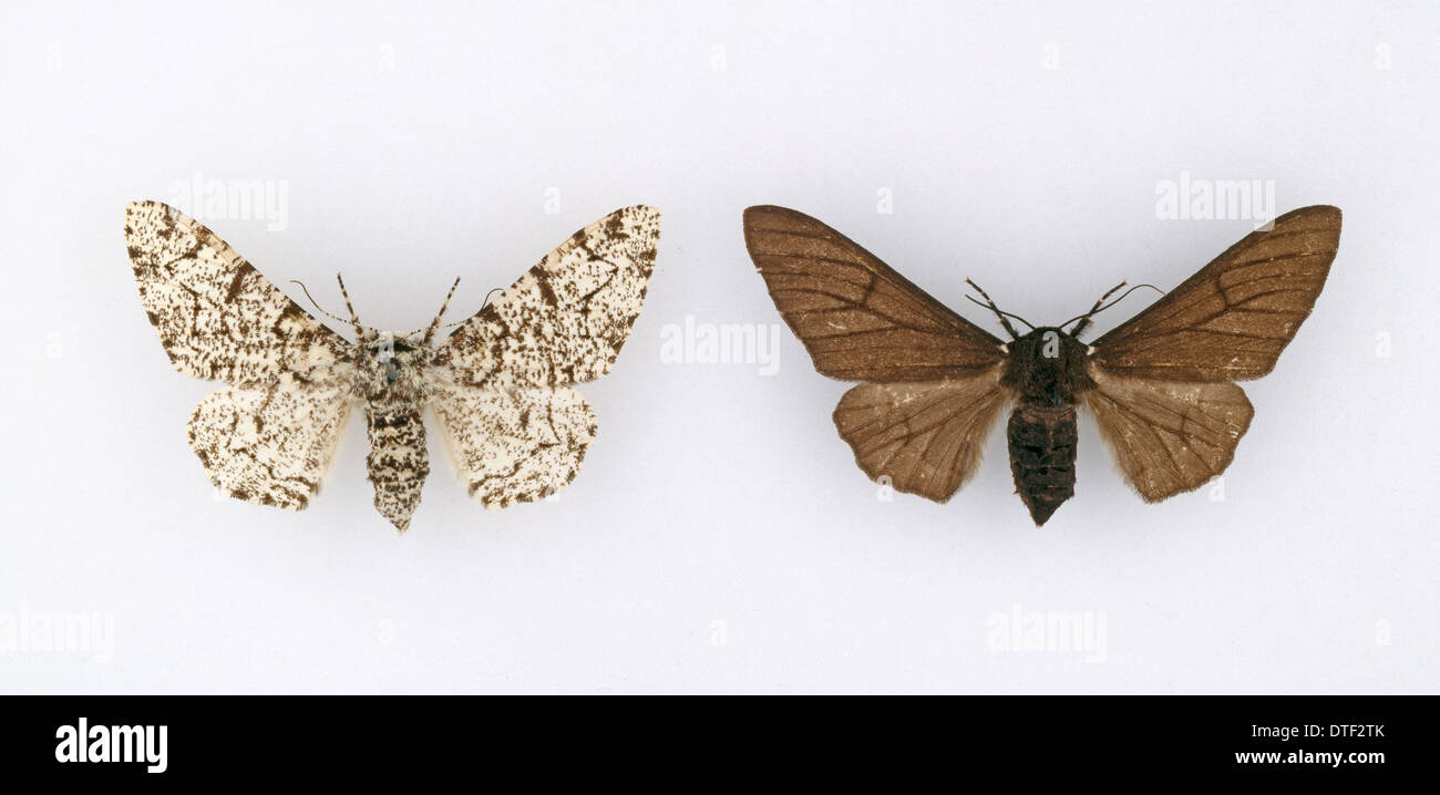 Biston betularia, peppered moth Stock Photo - Alamy