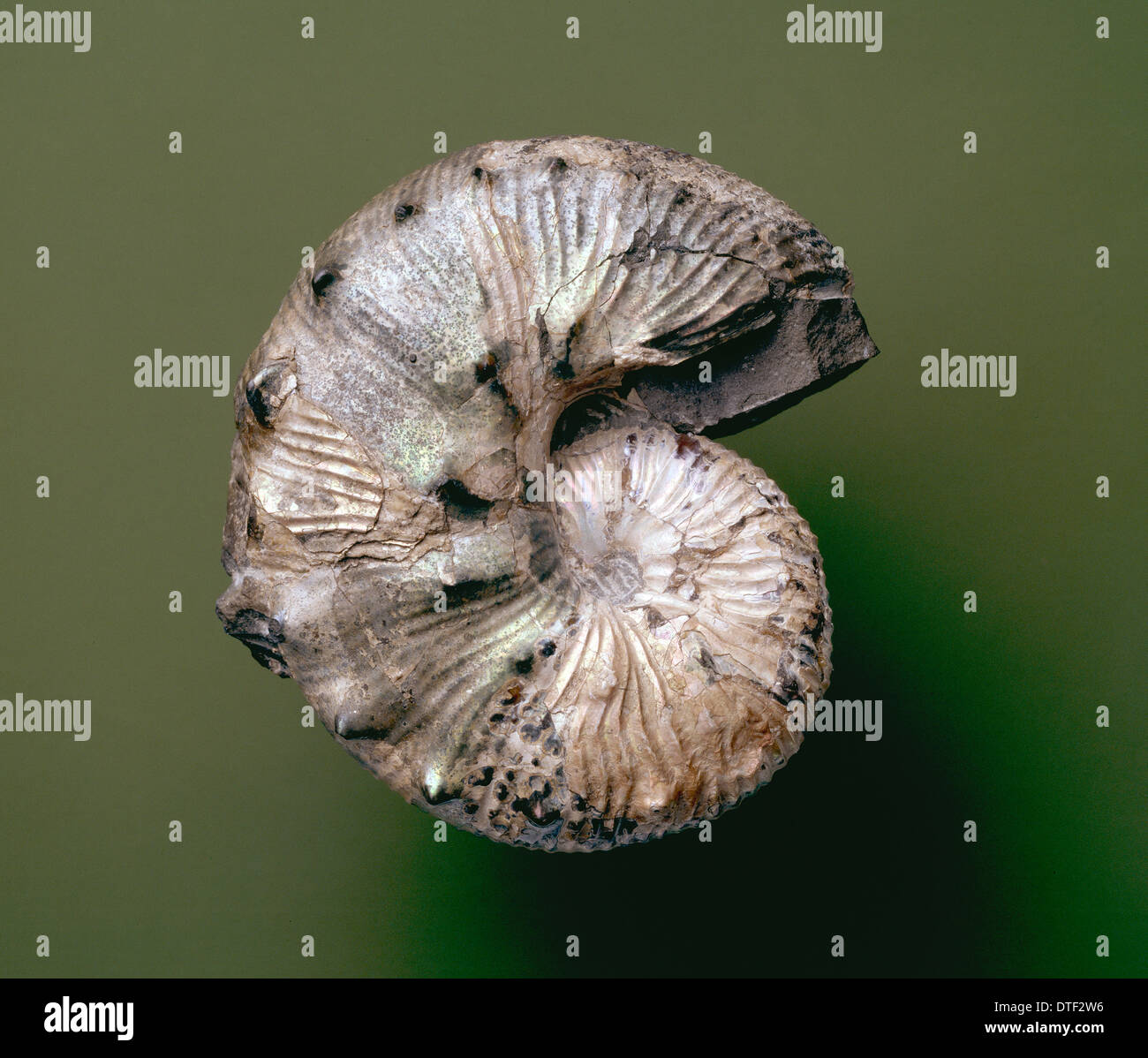 Scaphites hi-res stock photography and images - Alamy