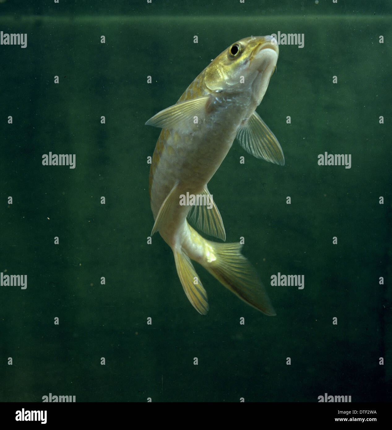 Cyprinus auratus goldfish hi-res stock photography and images - Alamy