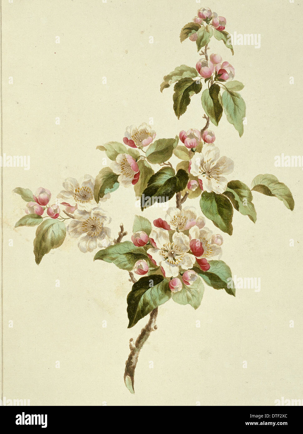 Folio 7 from A Collection of Flowers by John Edwards Stock Photo - Alamy