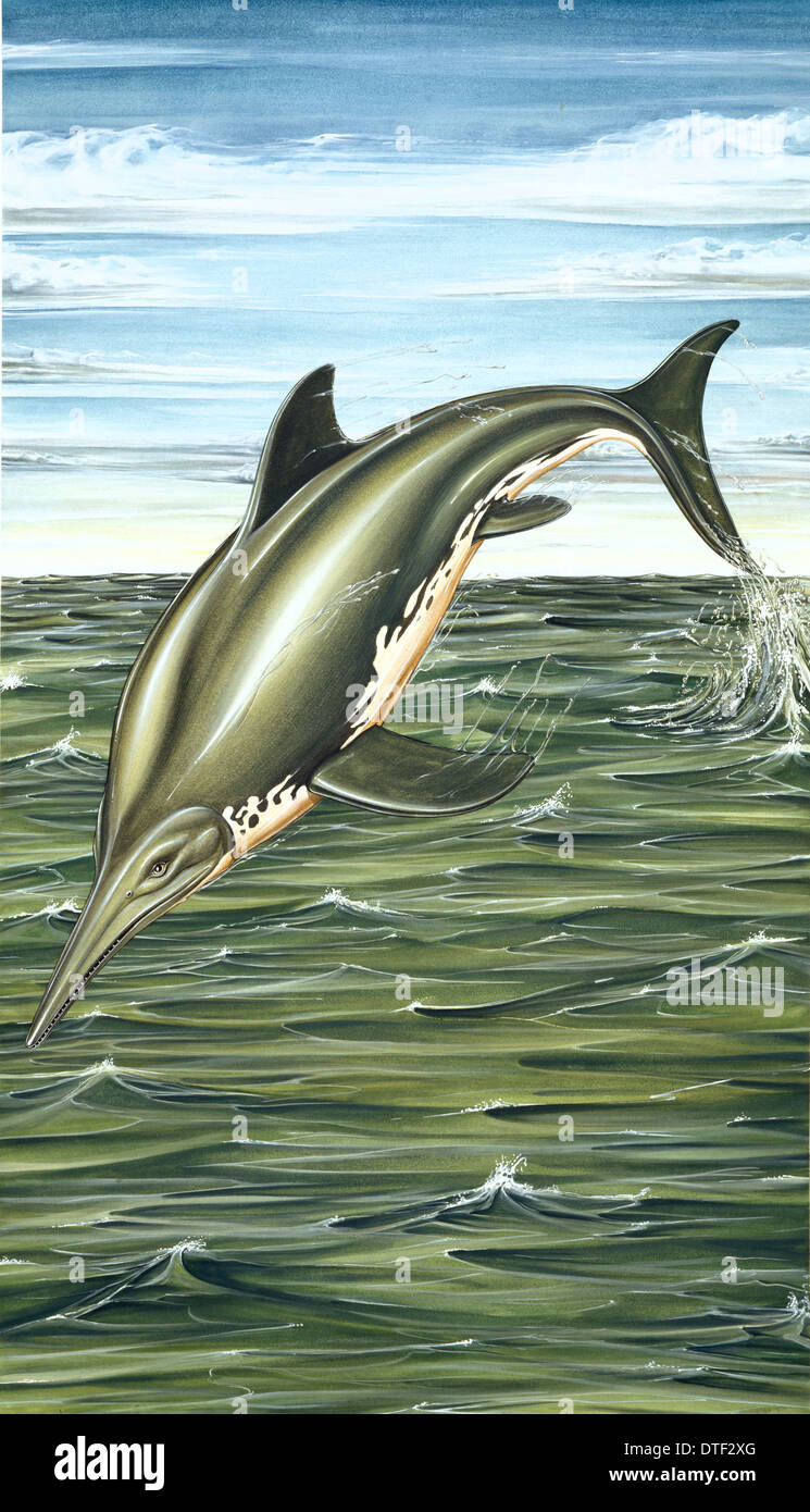 Ichthyosauria Stock Photos & Ichthyosauria Stock Images - Alamy