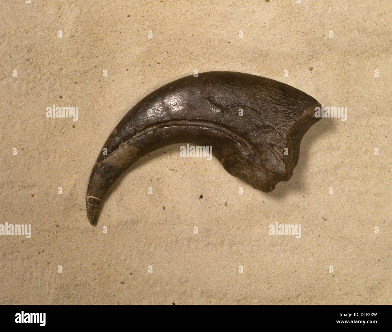 Baryonyx fossil hi-res stock photography and images - Alamy