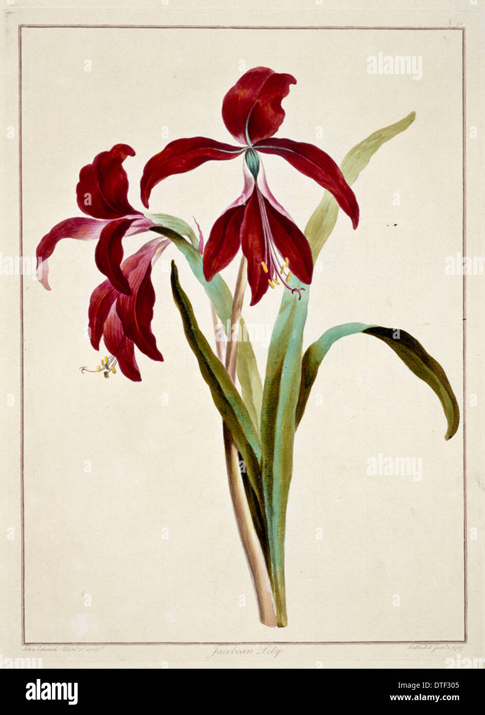 Sprekelia formosissima, jacobean lily Stock Photo - Alamy