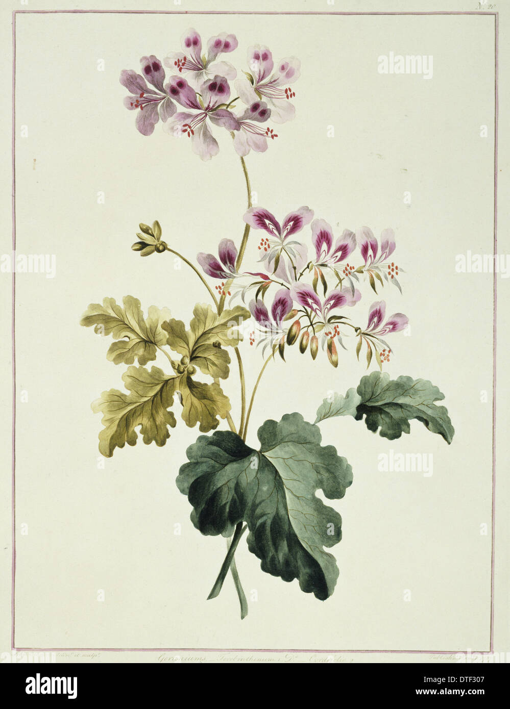 Botanical illustration 1768 hi-res stock photography and images - Alamy
