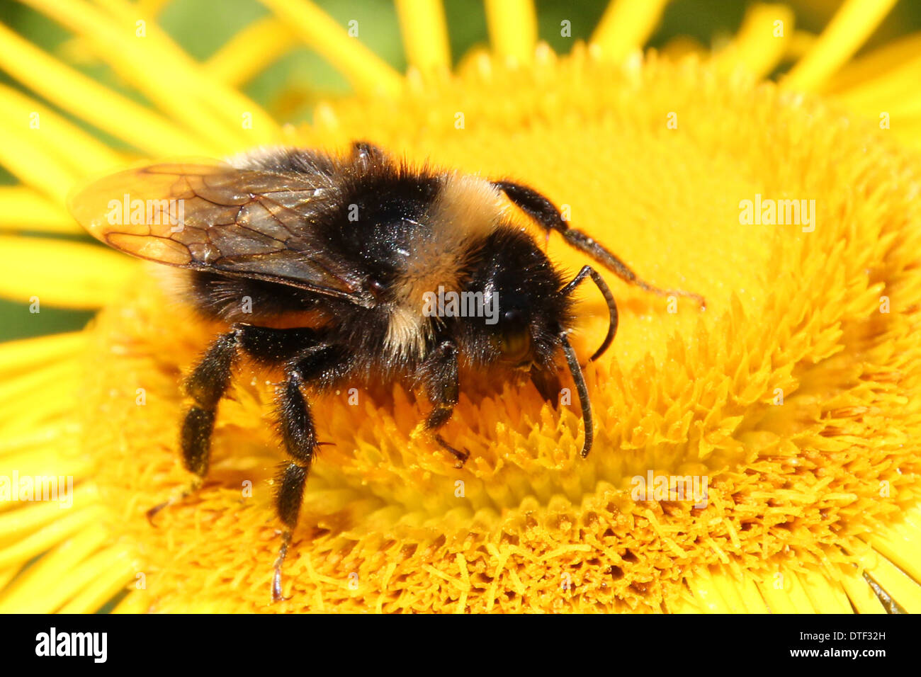 Bumblebee close up hi-res stock photography and images - Alamy