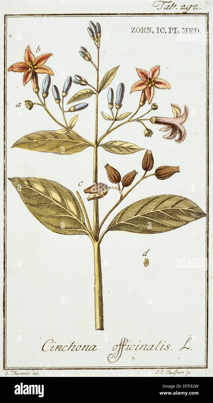 Quinine tree hi-res stock photography and images - Alamy