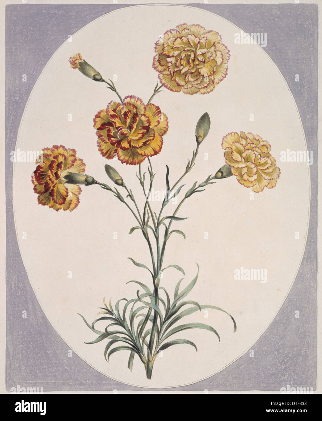 Folio 38 from A Collection of Flowers by John Edwards Stock Photo - Alamy