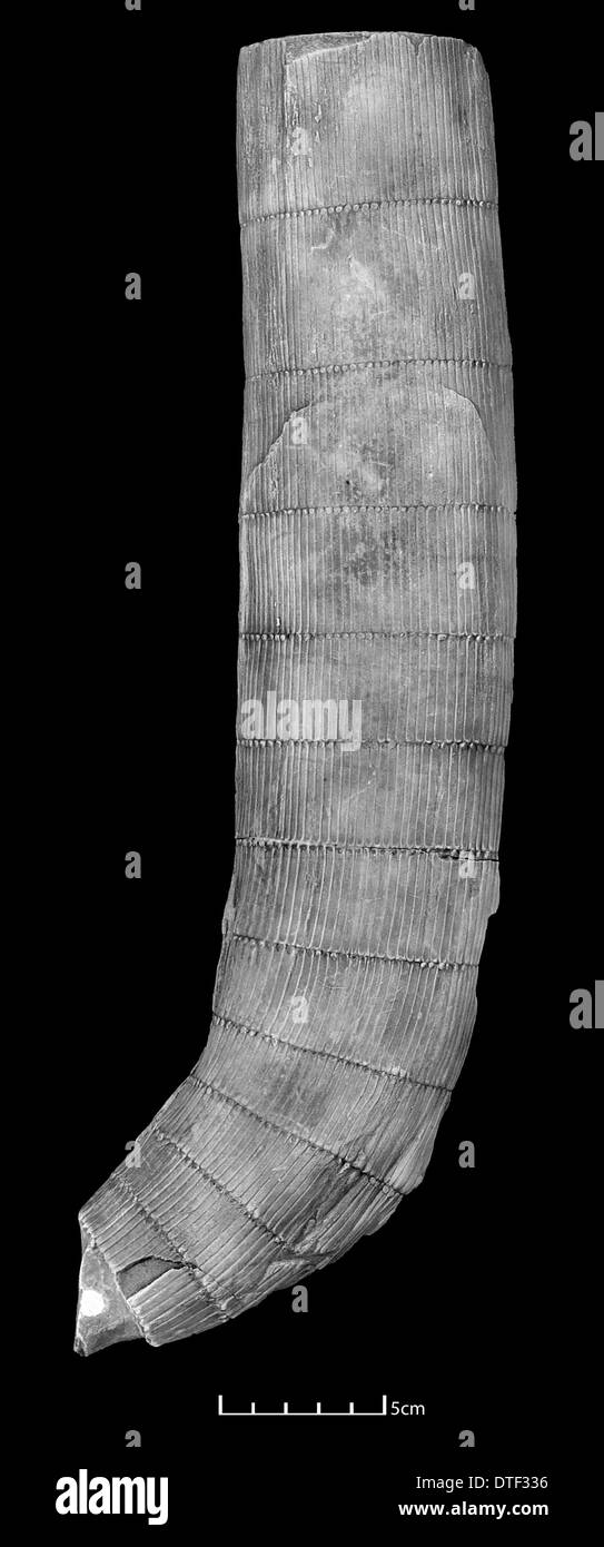 Calamites hi-res stock photography and images - Alamy