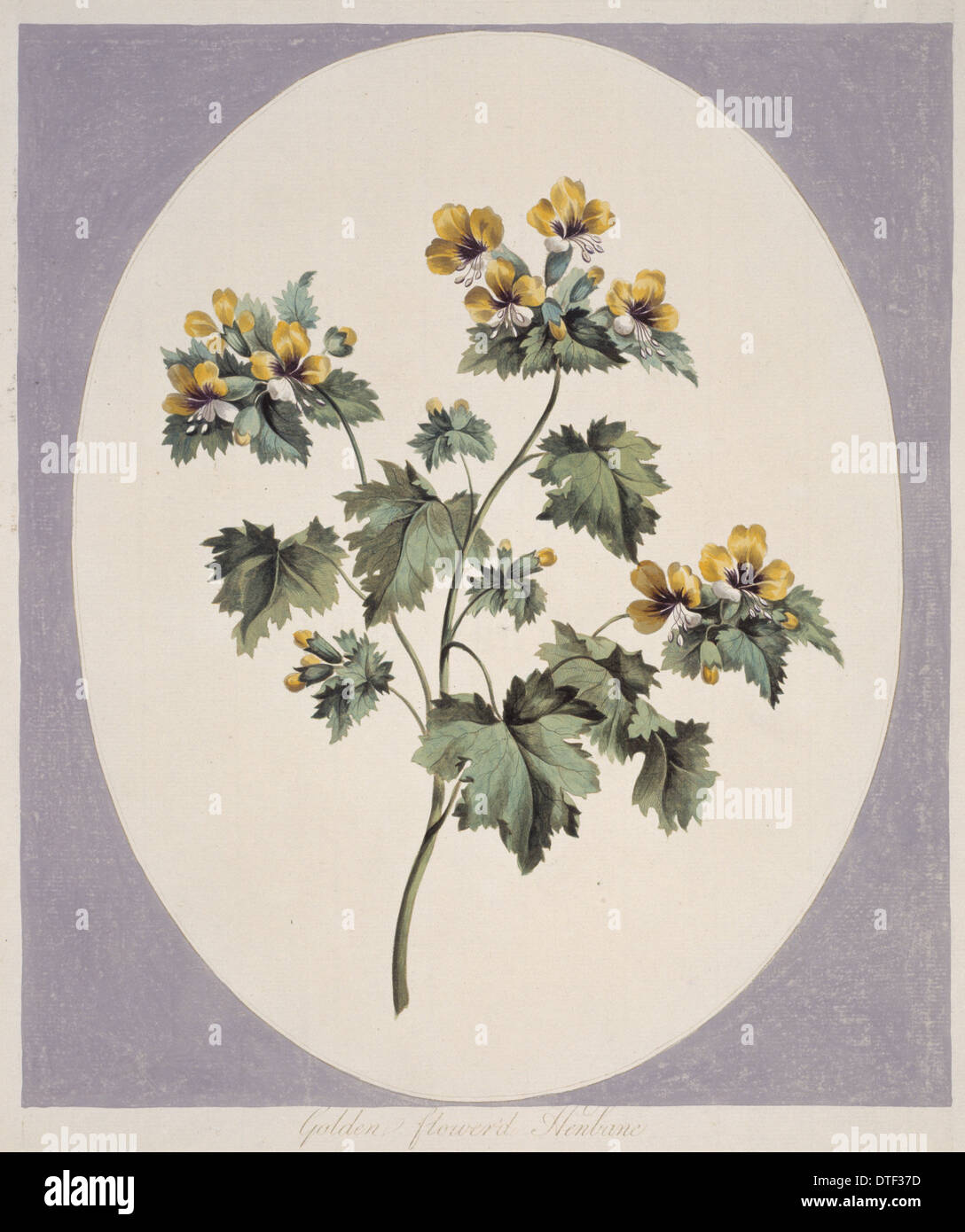 Hyoscyamus aureus, golden flowered henbane Stock Photo - Alamy