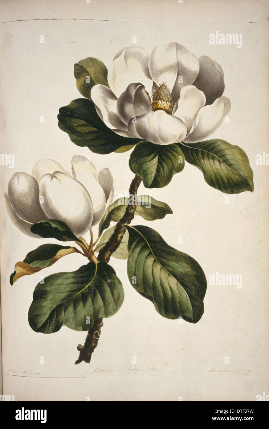Magnolia sp hi-res stock photography and images - Alamy