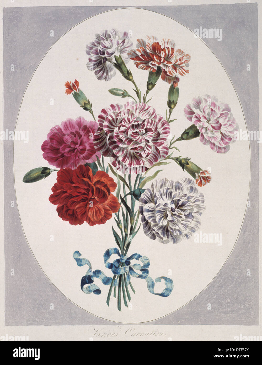 Dianthus caryophyllus, various carnations Stock Photo - Alamy