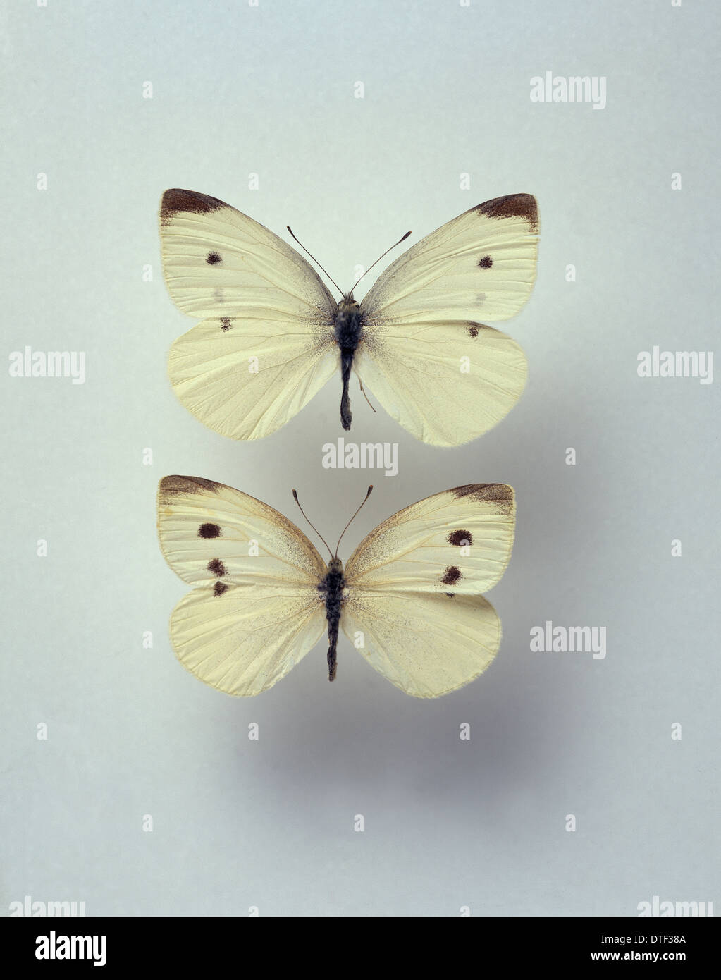 And white butterflies hi-res stock photography and images - Alamy