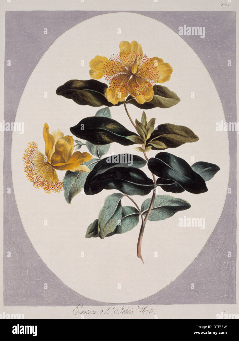 Hypericum perforatum illustration hi-res stock photography and images ...