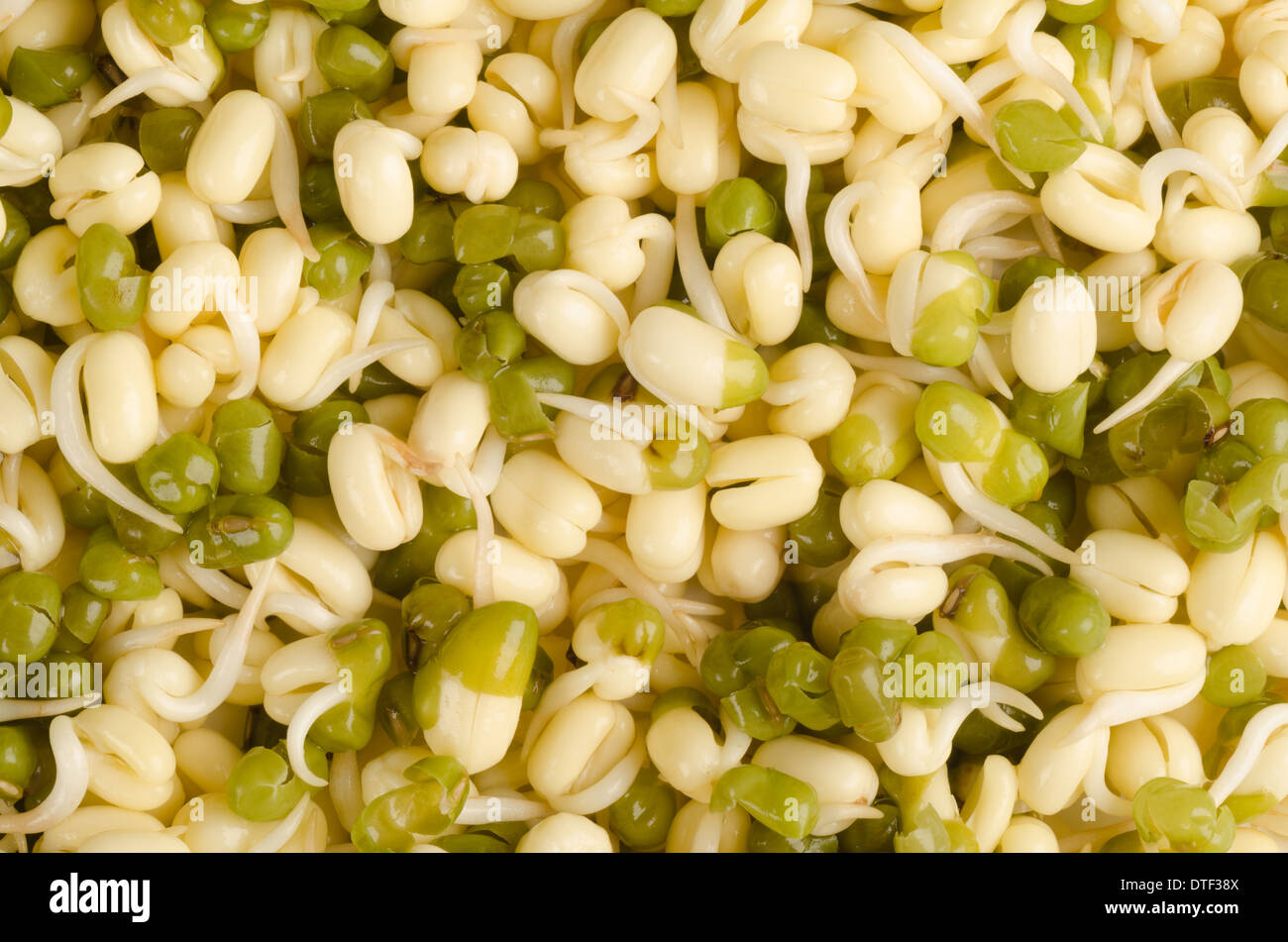 Soy bean sprouts hi-res stock photography and images - Alamy