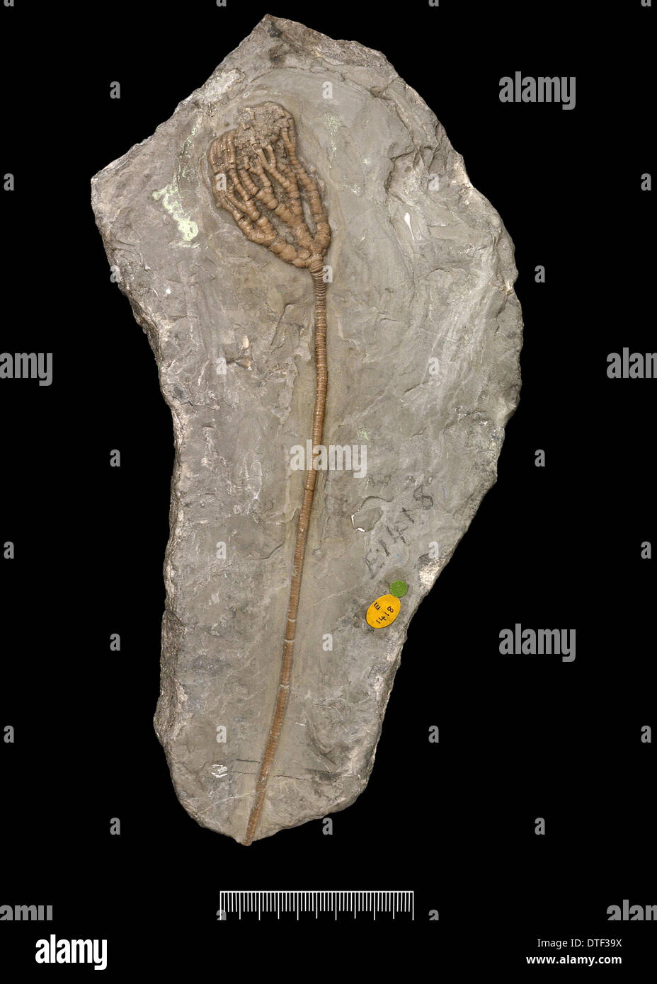 Protaxocrinus hi-res stock photography and images - Alamy